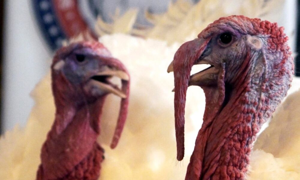 Trump indulta a Gobble y Waddle en la tradicional ceremonia de Acción ...